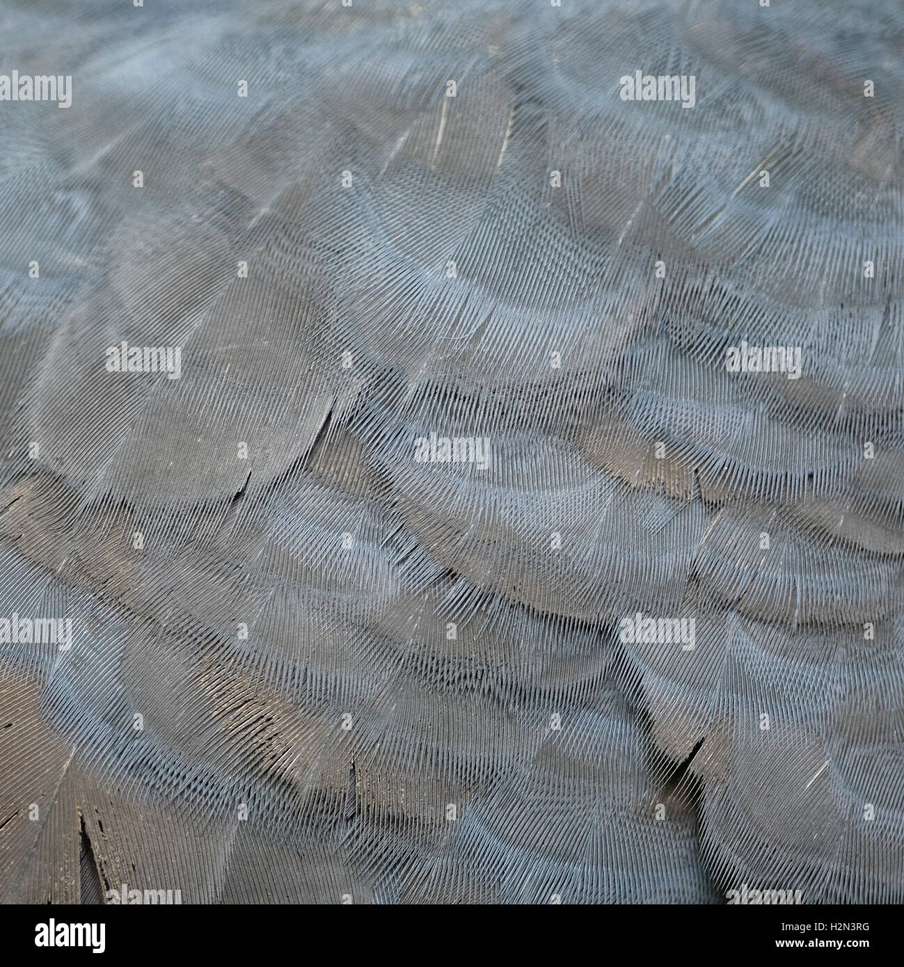 Victoria Crowned feather Stock Photo - Alamy