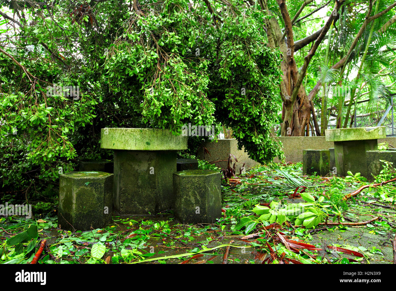 Fallen trees after typhoon hi-res stock photography and images - Alamy