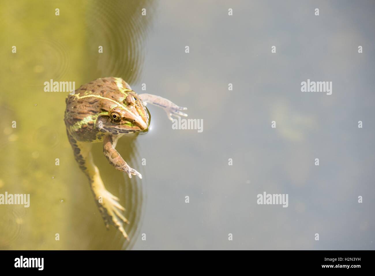 A frog floating in a pond Stock Photo - Alamy