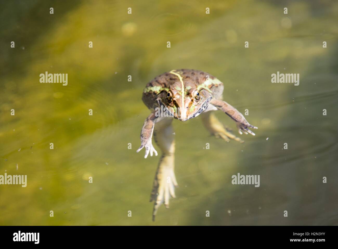 A frog floating in a pond Stock Photo - Alamy
