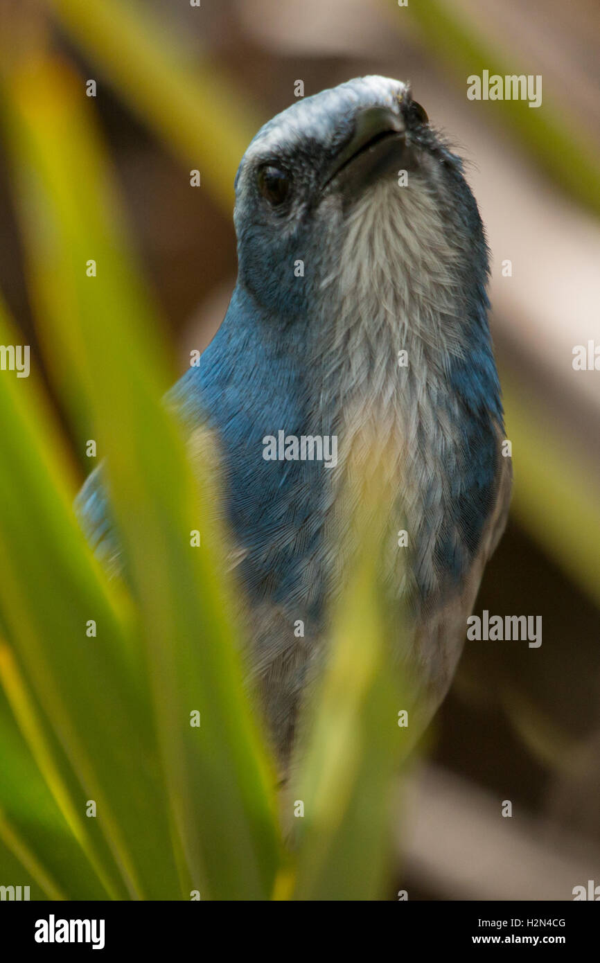 Florida Scrub Jay - Aphelocoma coerulescens Stock Photo - Alamy