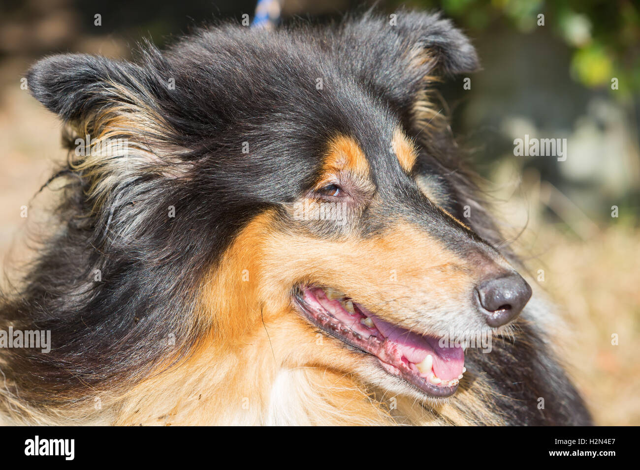 face closeup with eyes and snout of a collie dog Stock Photo - Alamy