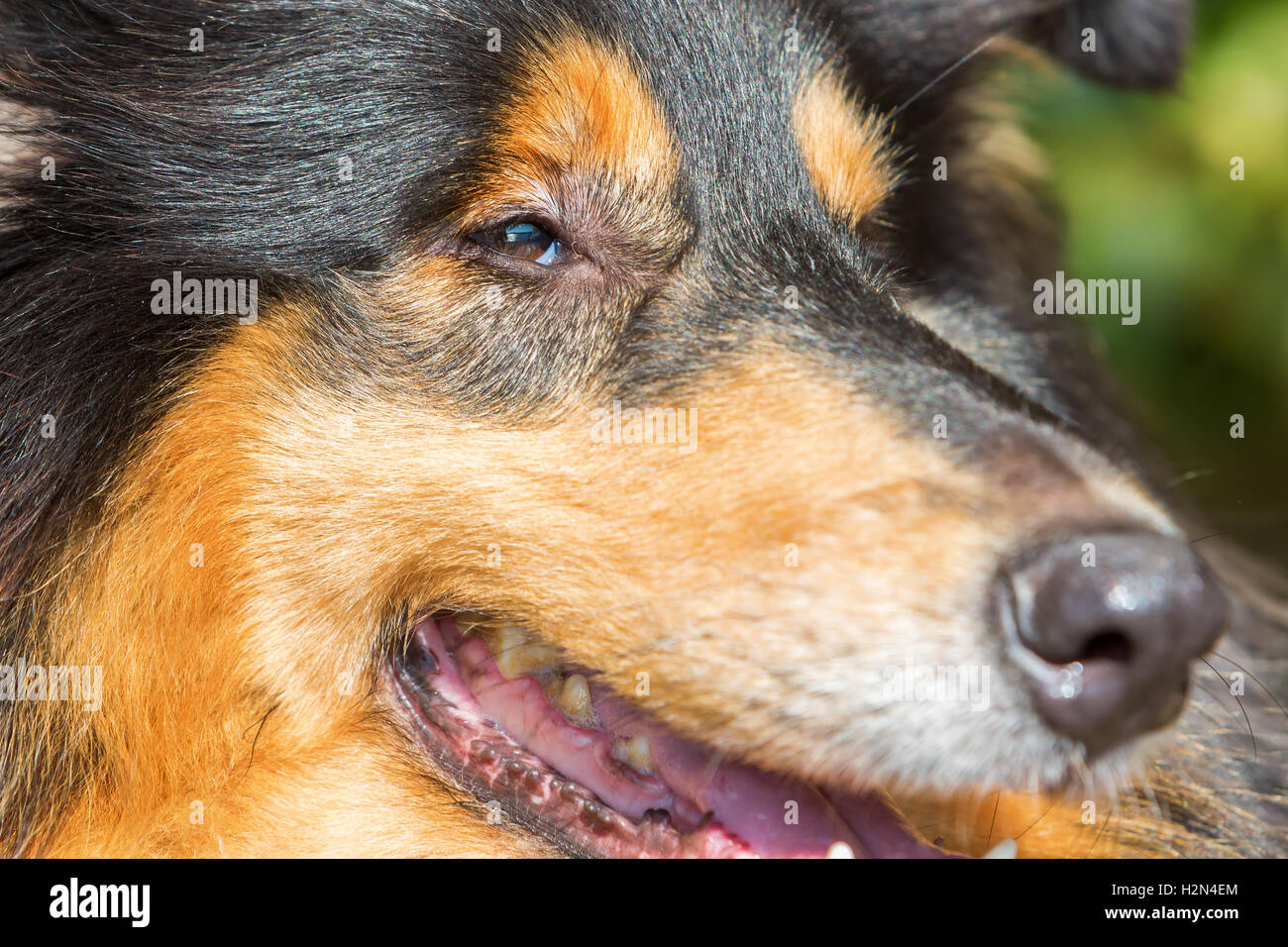 face closeup with eyes and snout of a collie dog Stock Photo - Alamy