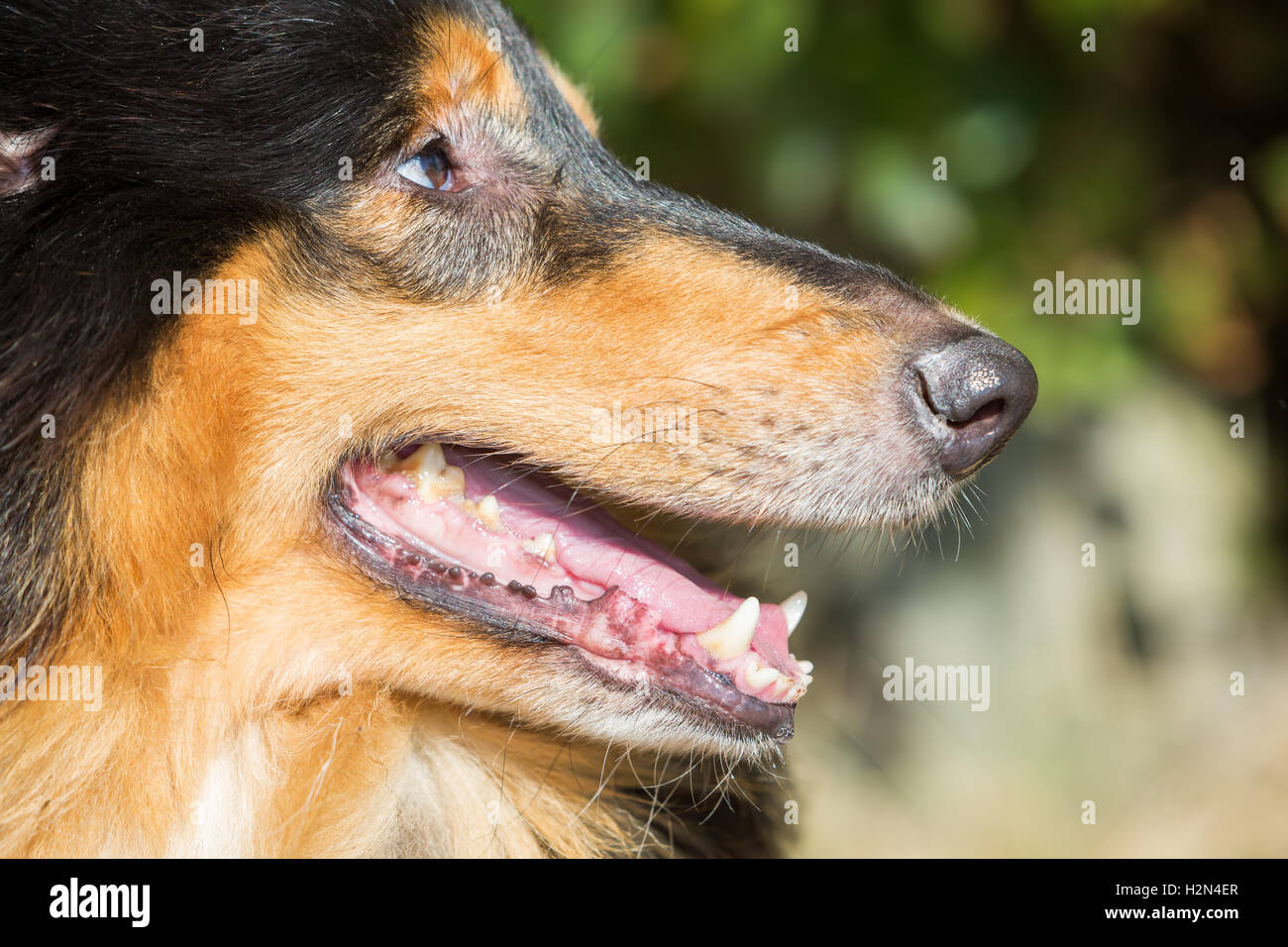 face closeup with eyes and snout of a collie dog Stock Photo - Alamy