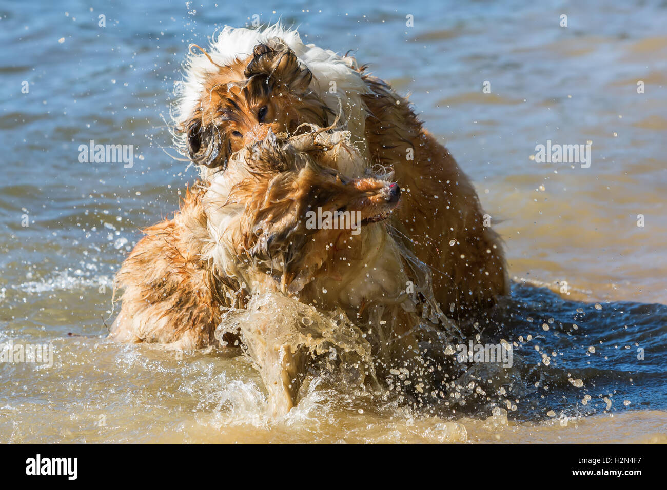 aggressive collie dogs fighting in the water Stock Photo - Alamy