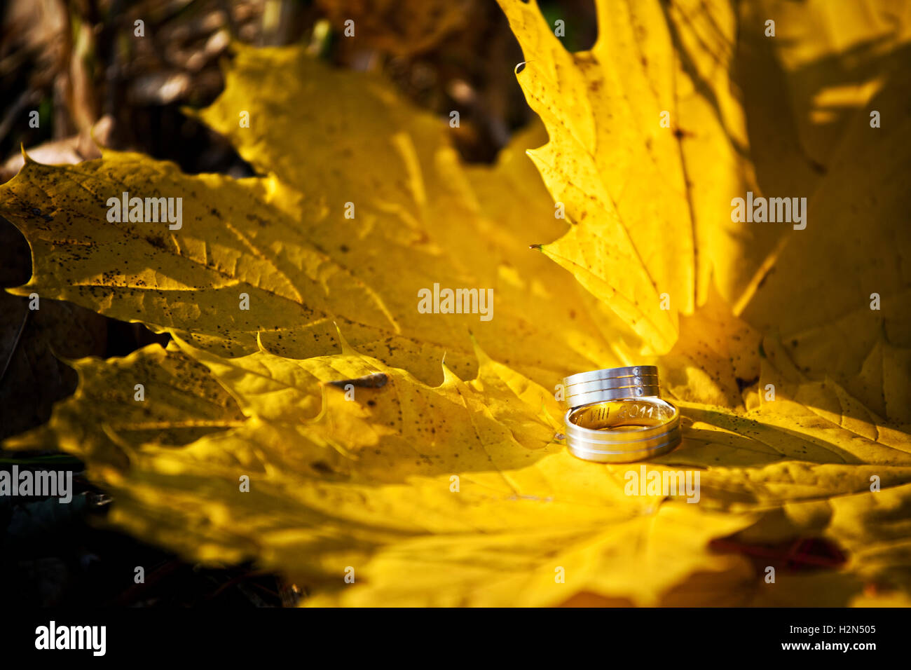 Beautiful wedding rings on an autumn leaves Stock Photo - Alamy
