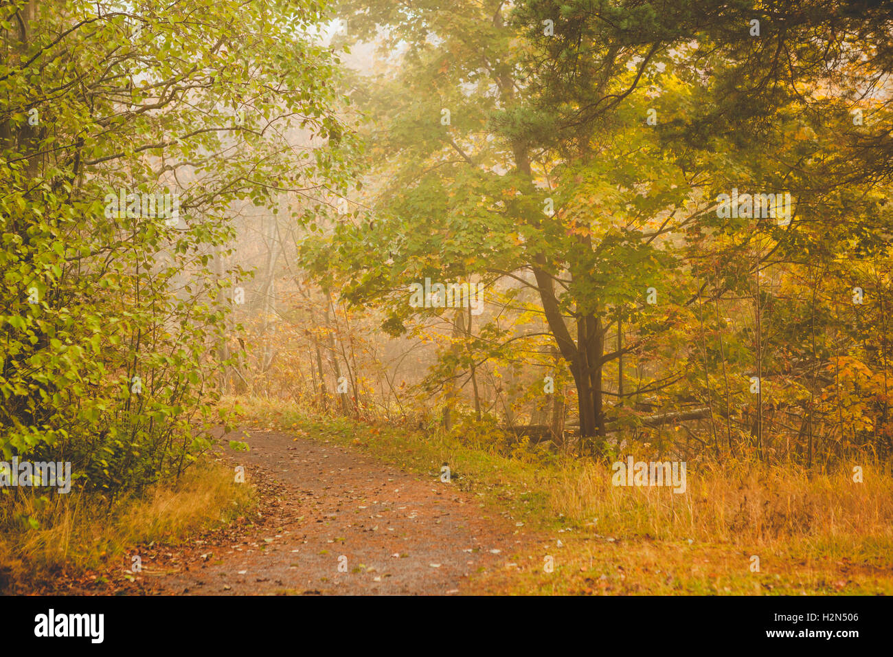 Foggy morning autumn forest Stock Photo - Alamy