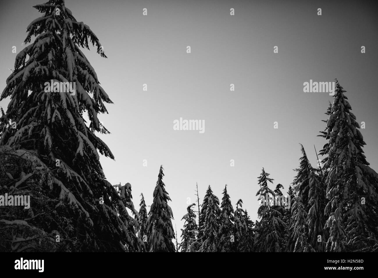 Snow bunny Black and White Stock Photos & Images - Alamy