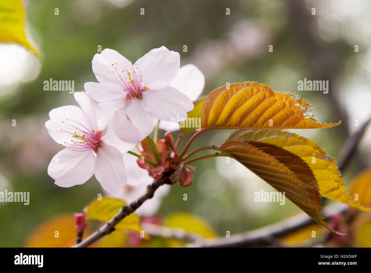 flowering plum tree Stock Photo - Alamy