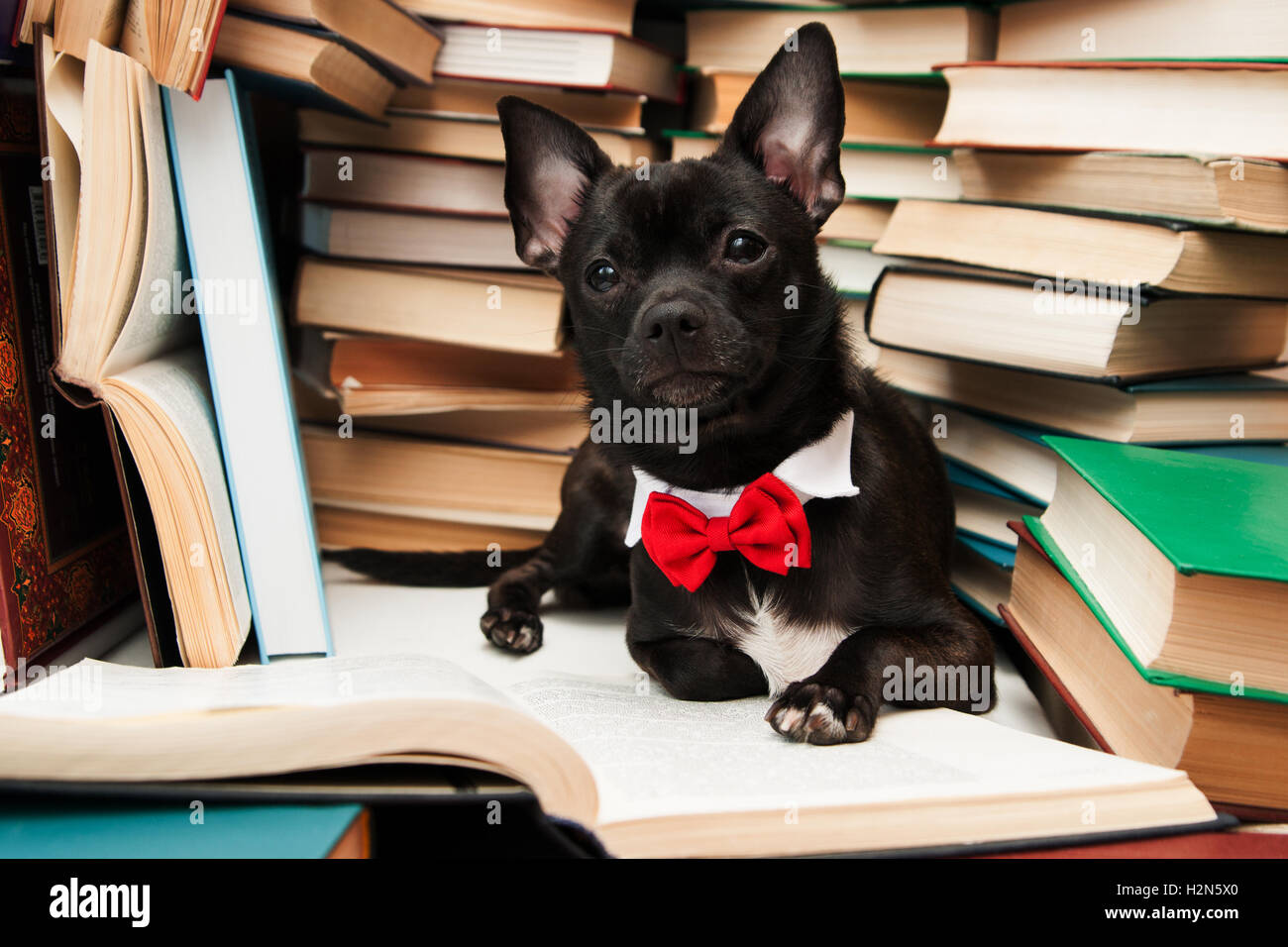 Nice black white dog hi-res stock photography and images - Alamy