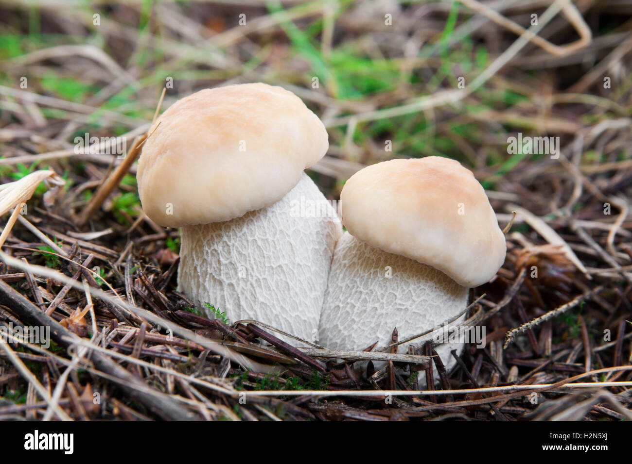 Cep porcino mushroom in forest hi-res stock photography and images - Alamy