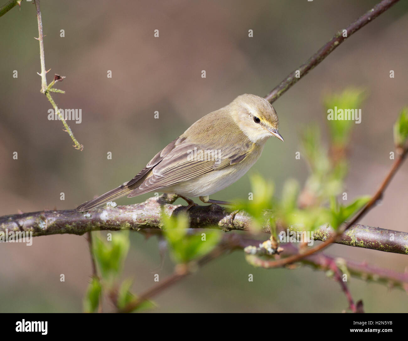 Chiffchaff, phylloscopus collybita, in woodland,uk Stock Photo - Alamy