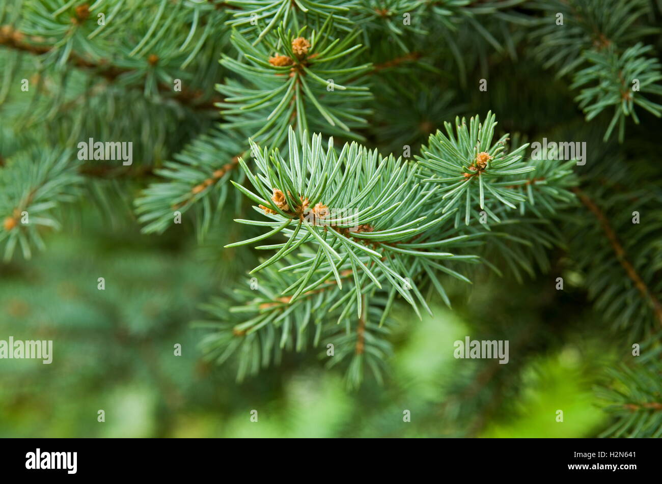 beautiful pine tree closeup in summer Stock Photo - Alamy