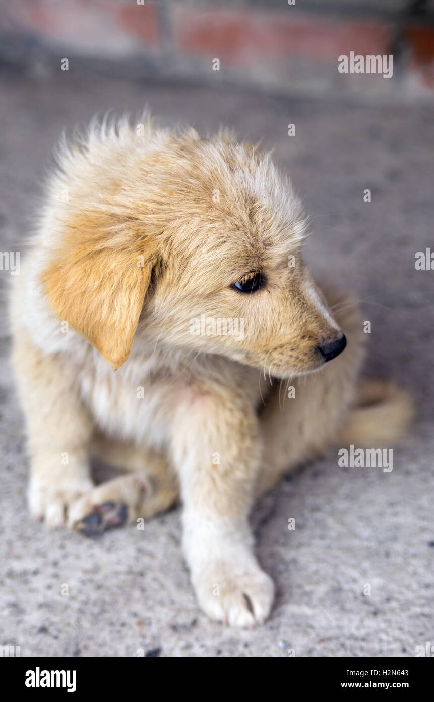 Small homeless puppy outdoors Stock Photo - Alamy