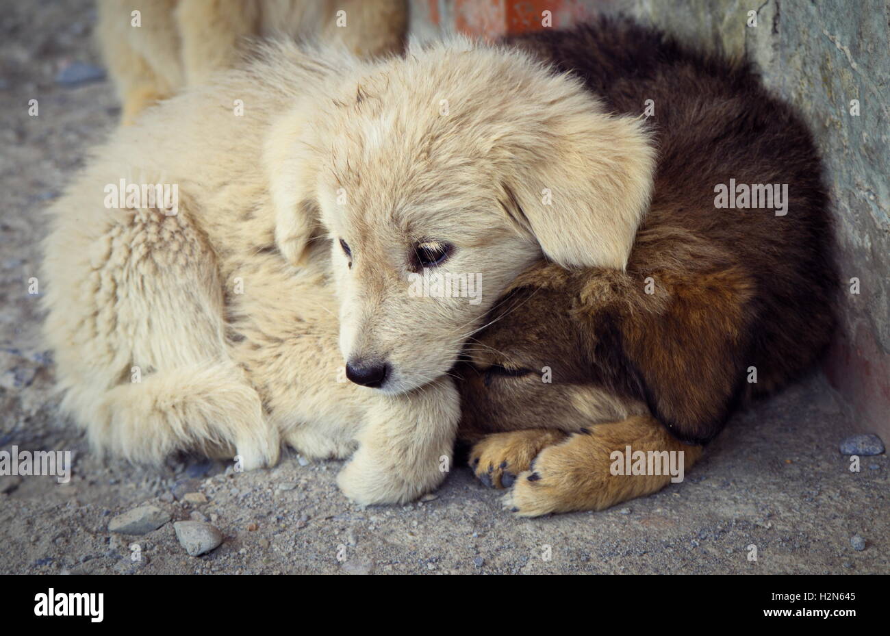 Small homeless puppies outdoors Stock Photo - Alamy