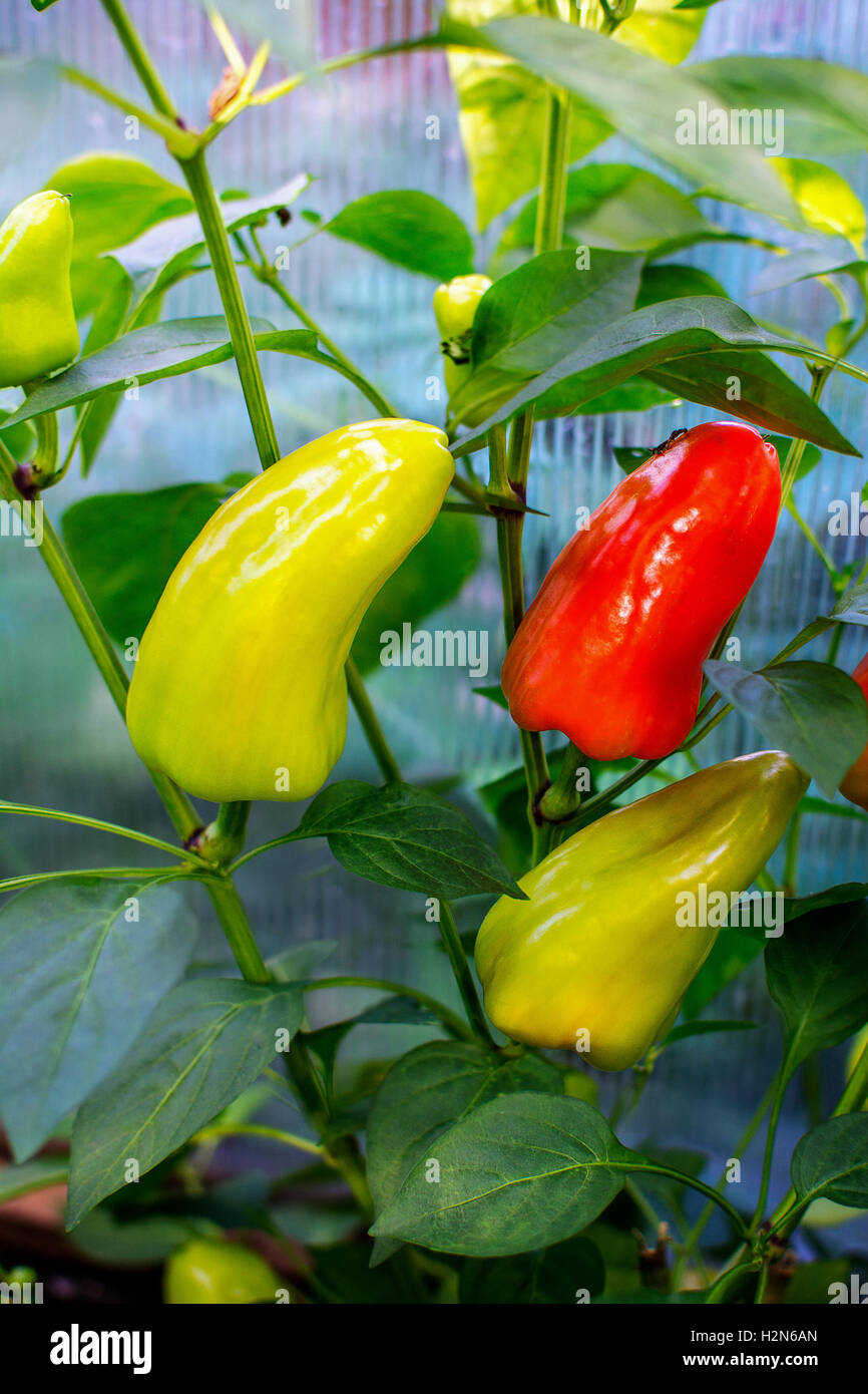 Red and green bell pepper growing in garden. Cultivated fresh ...