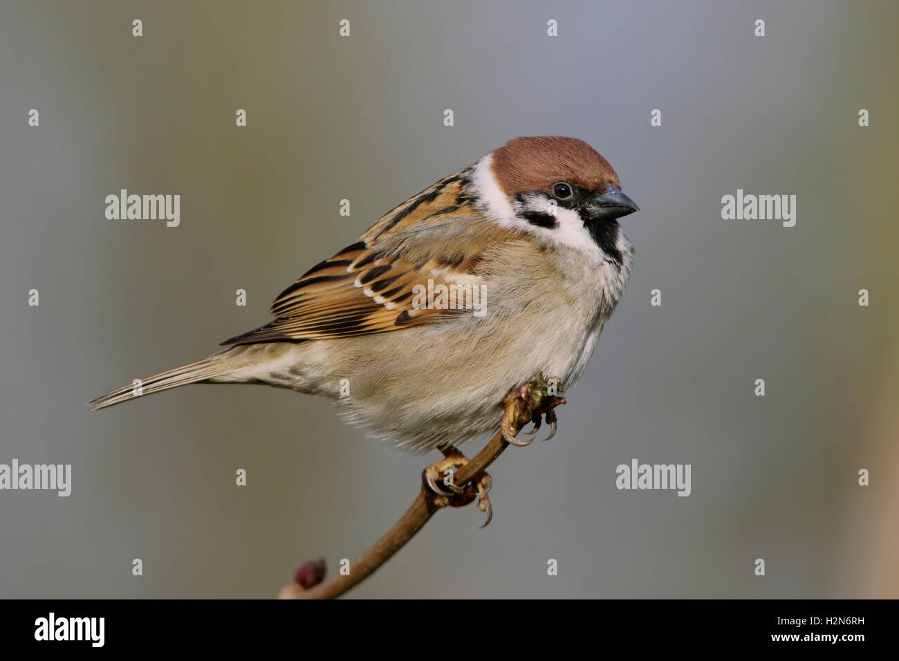 Eurasian Tree Sparrow, Passer montanus male Stock Photo - Alamy