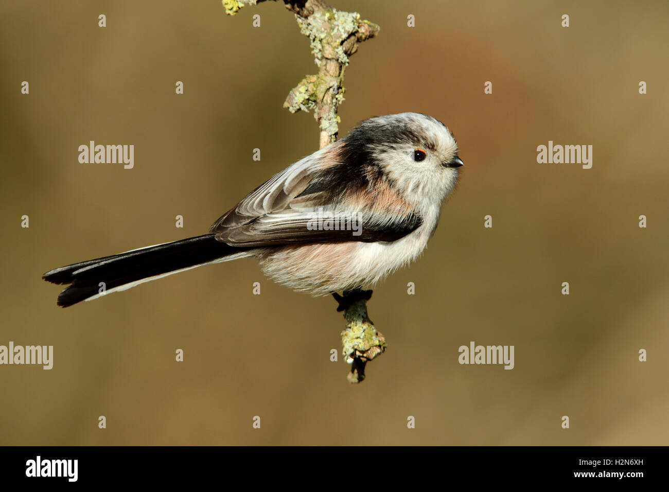 Long-tailed Tit, Aegithalos caudatus Stock Photo - Alamy