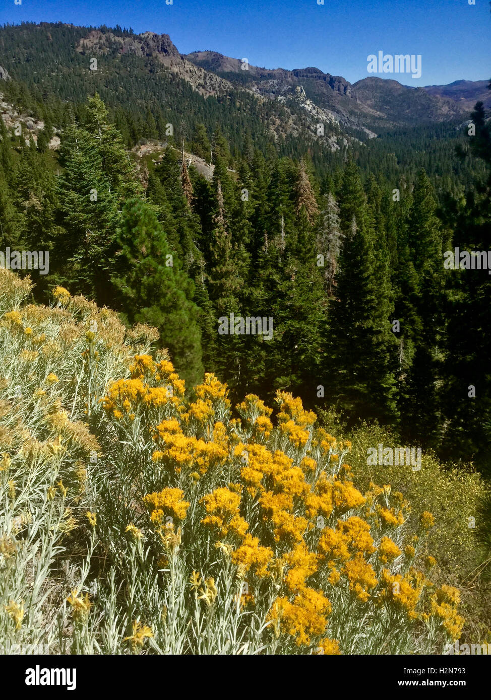 Sierra nevada flowers hi-res stock photography and images - Alamy