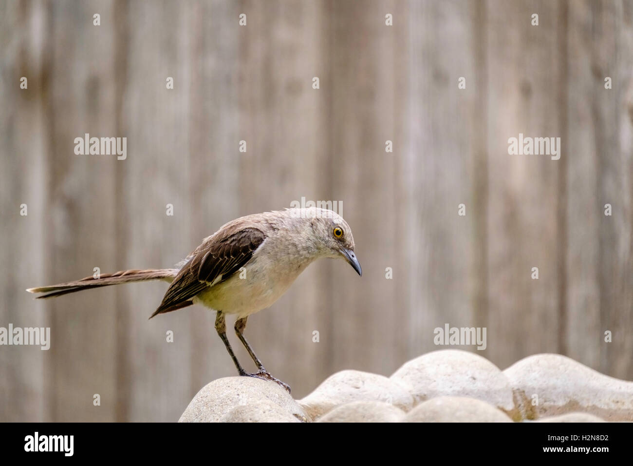 An immature fledgling Northern Mockingbird, Mimus pollyglottos ...