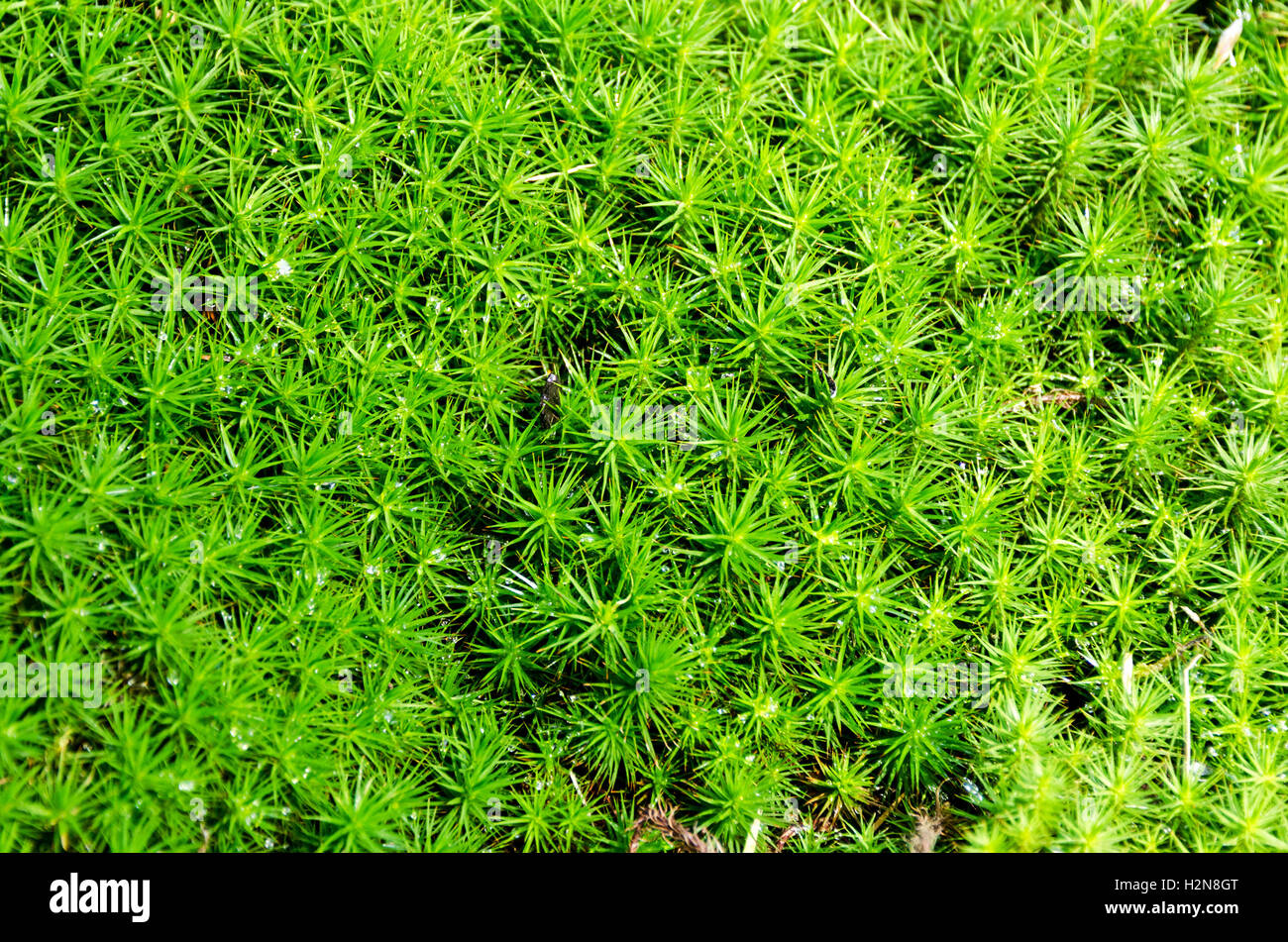 Thick bed of moss hi-res stock photography and images - Alamy