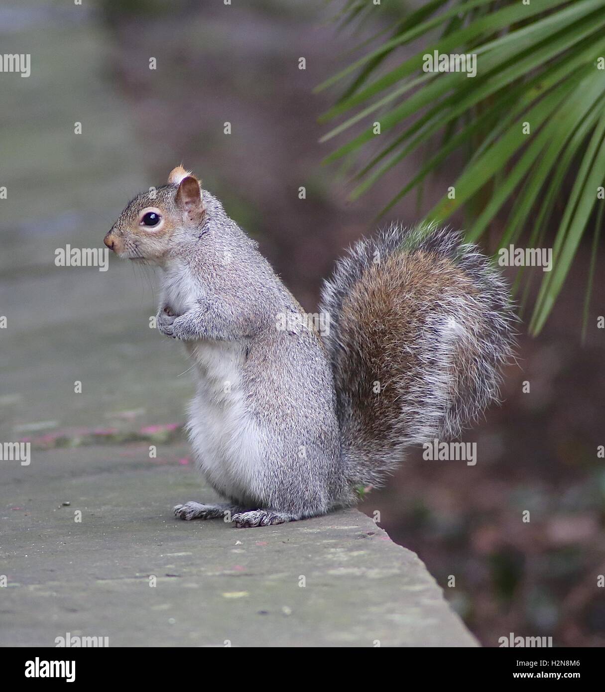 New squirrel species taking over the british isles hi-res stock ...