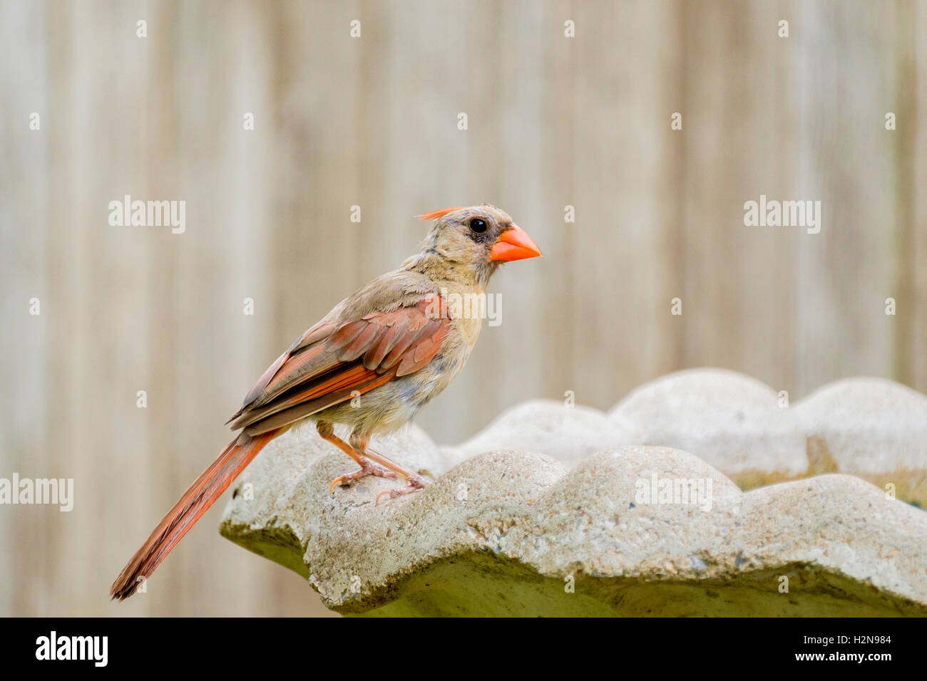 Female cardinal hi-res stock photography and images - Alamy