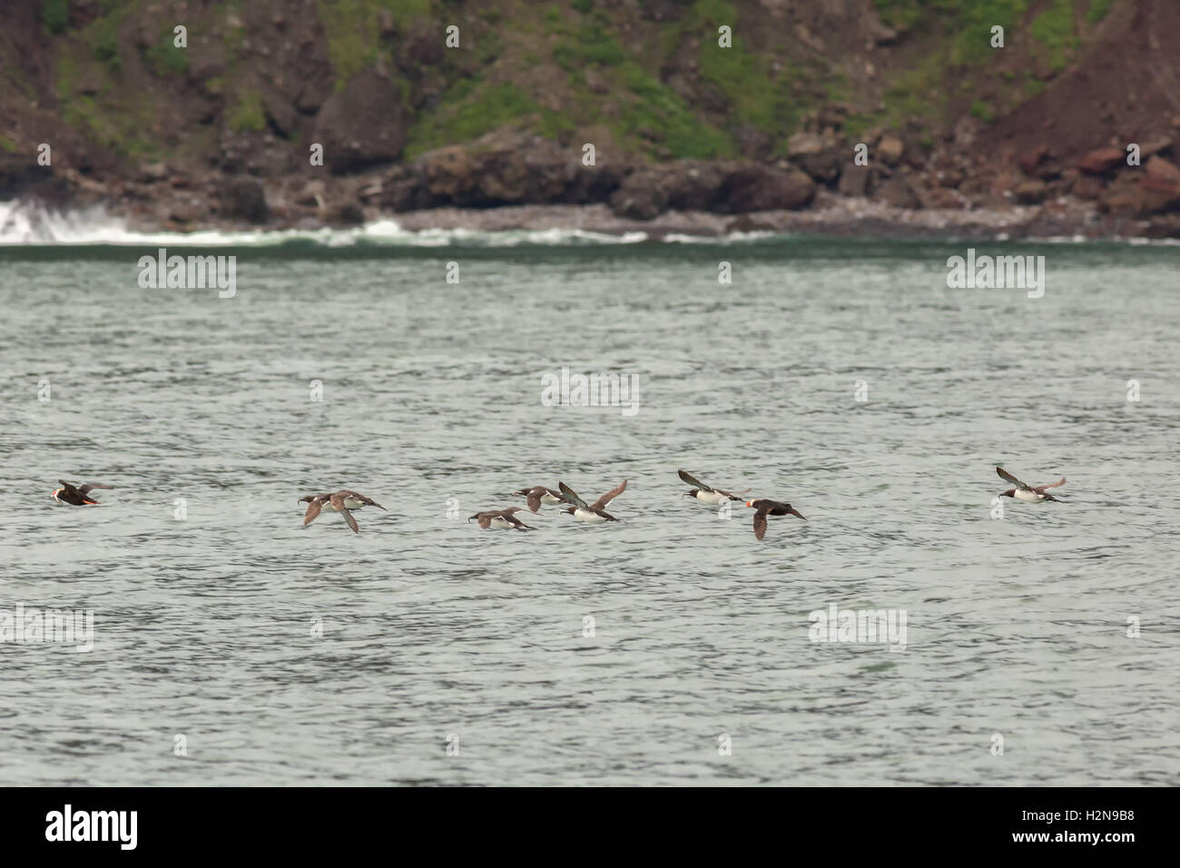 Mixed flock of Uria and Tufted puffin are flying with fish in its beak ...
