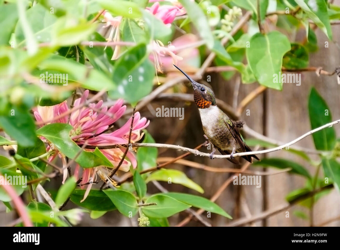 An adult male Ruby-throated Hummingbird, Archilochus colubris, perched ...
