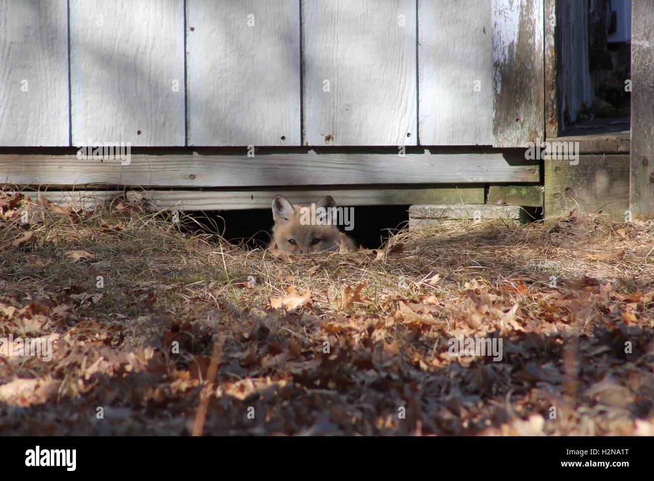 Red fox kits den hi-res stock photography and images - Alamy