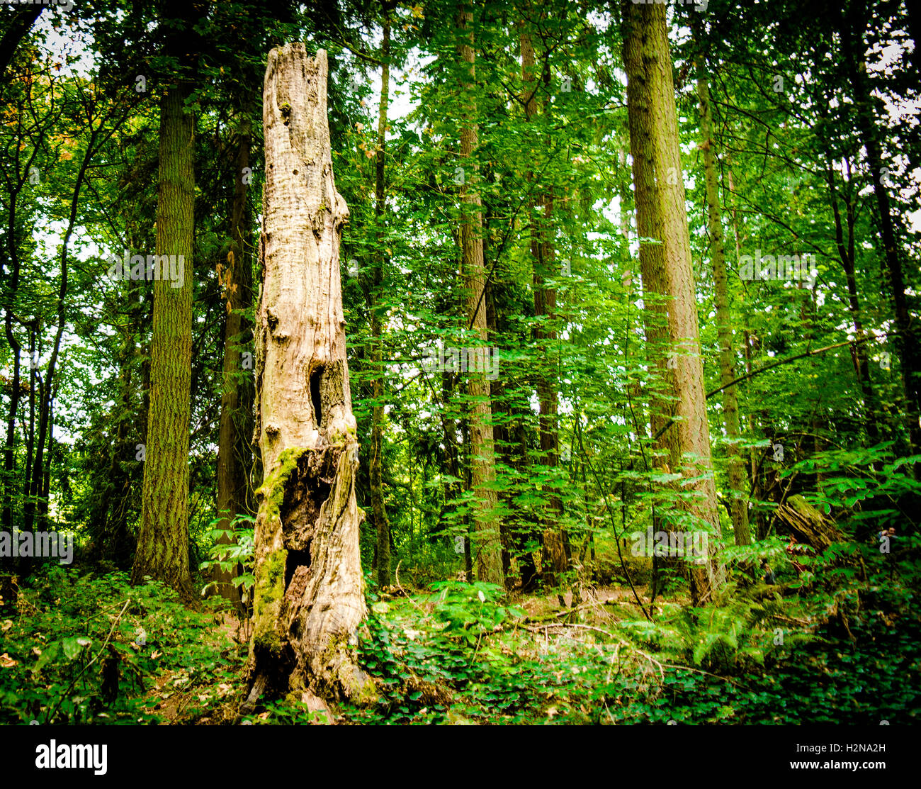 Dead tree green hi-res stock photography and images - Alamy