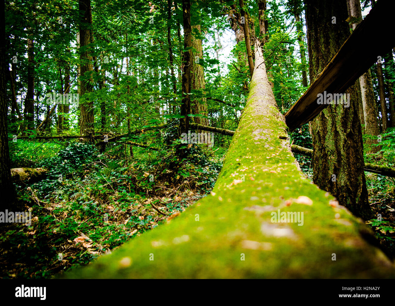 Forest slope hi-res stock photography and images - Alamy