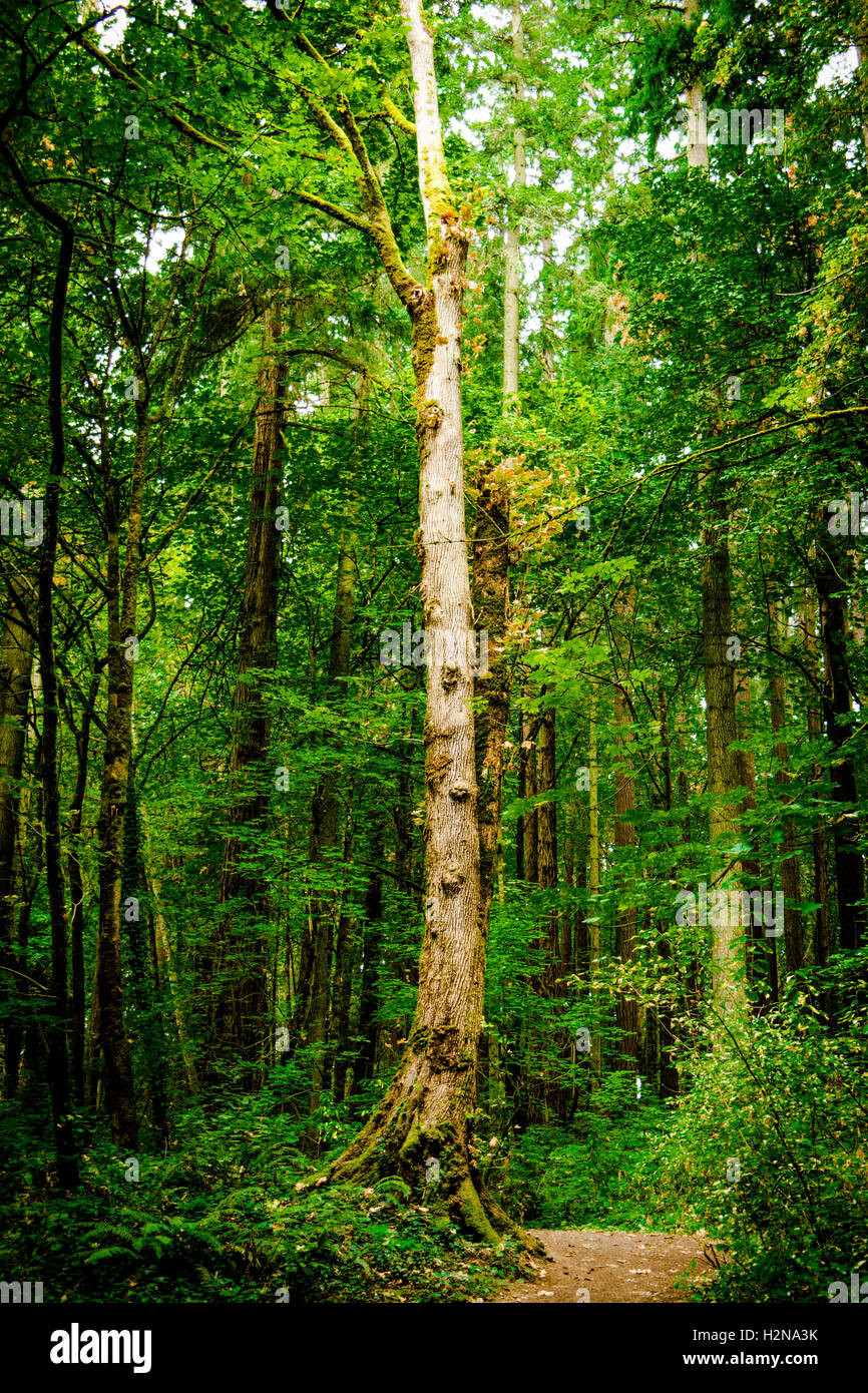 Surrounded by trees Stock Photo - Alamy