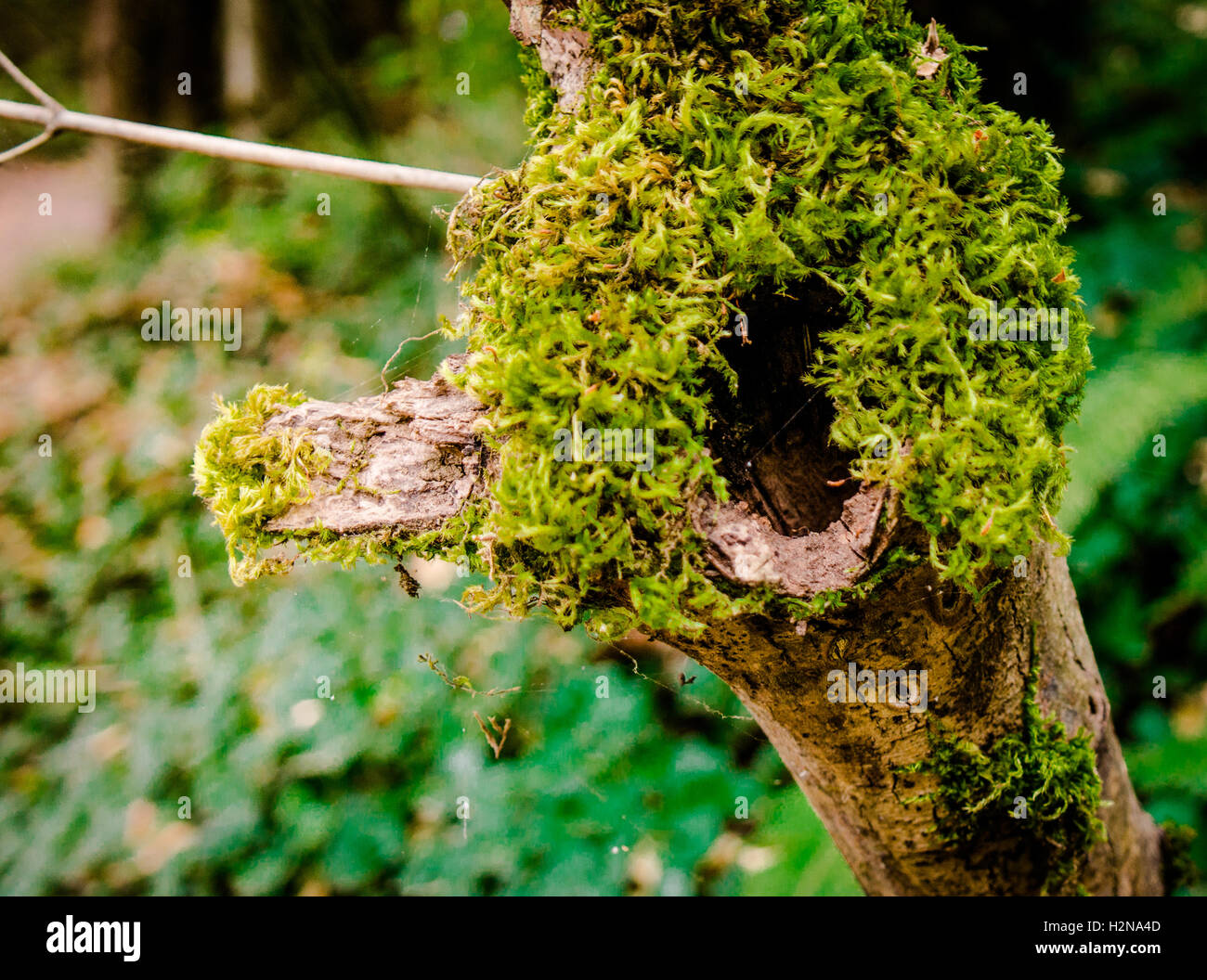 Little Bird House Stock Photo - Alamy