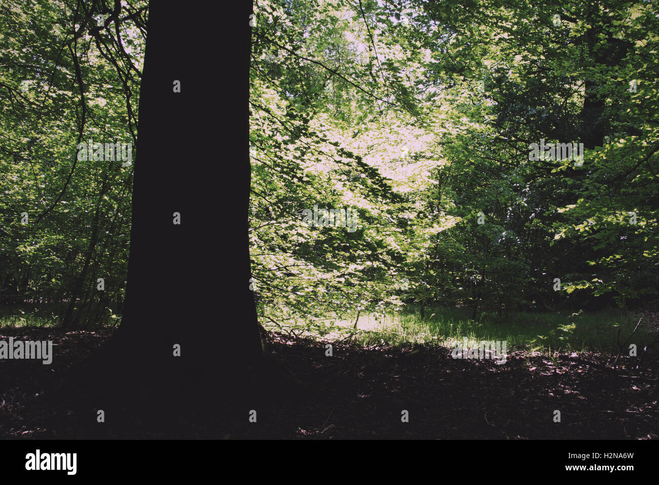 Looking through the trees in an English wood Vintage Retro Filter Stock ...
