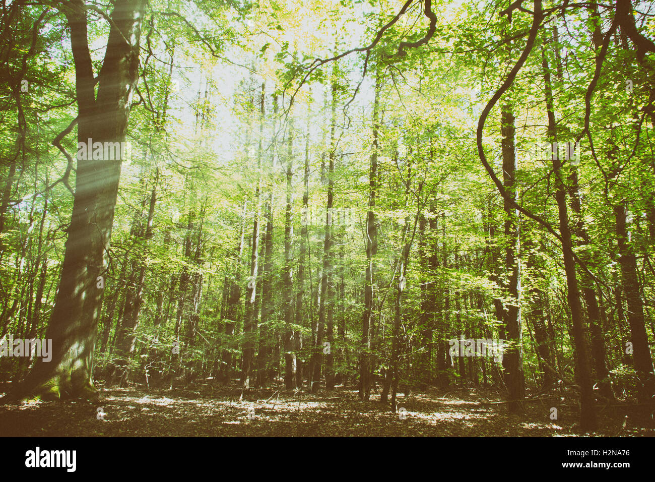 Looking through the trees in an English wood Stock Photo - Alamy