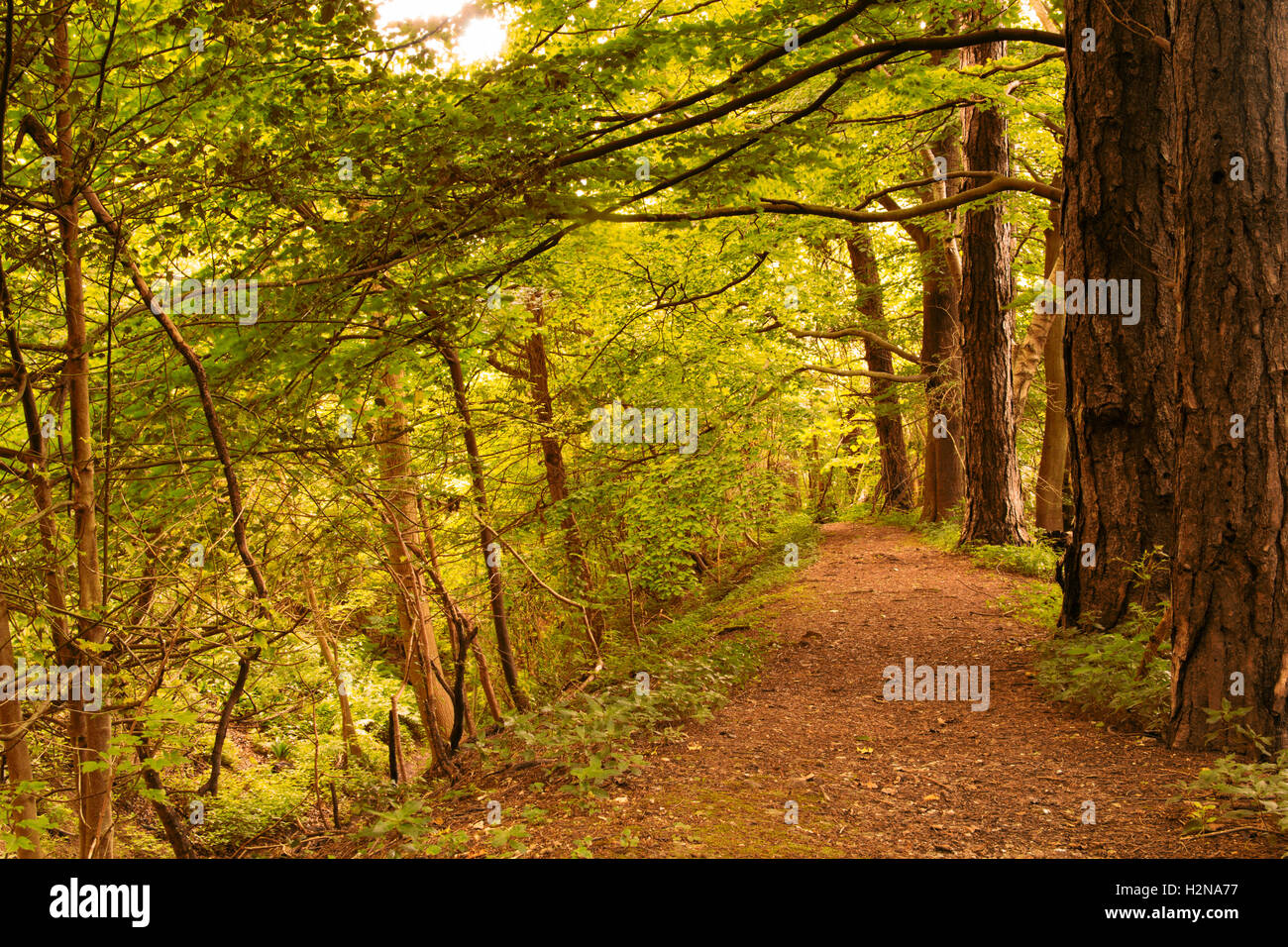Leafy view through English woodland in the summer Stock Photo - Alamy