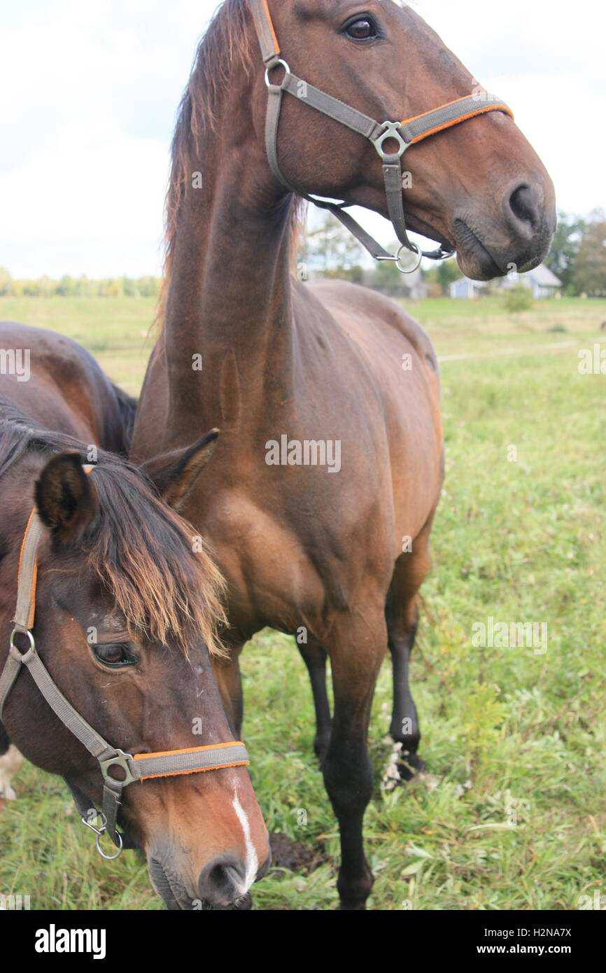 Two horses together hi-res stock photography and images - Alamy