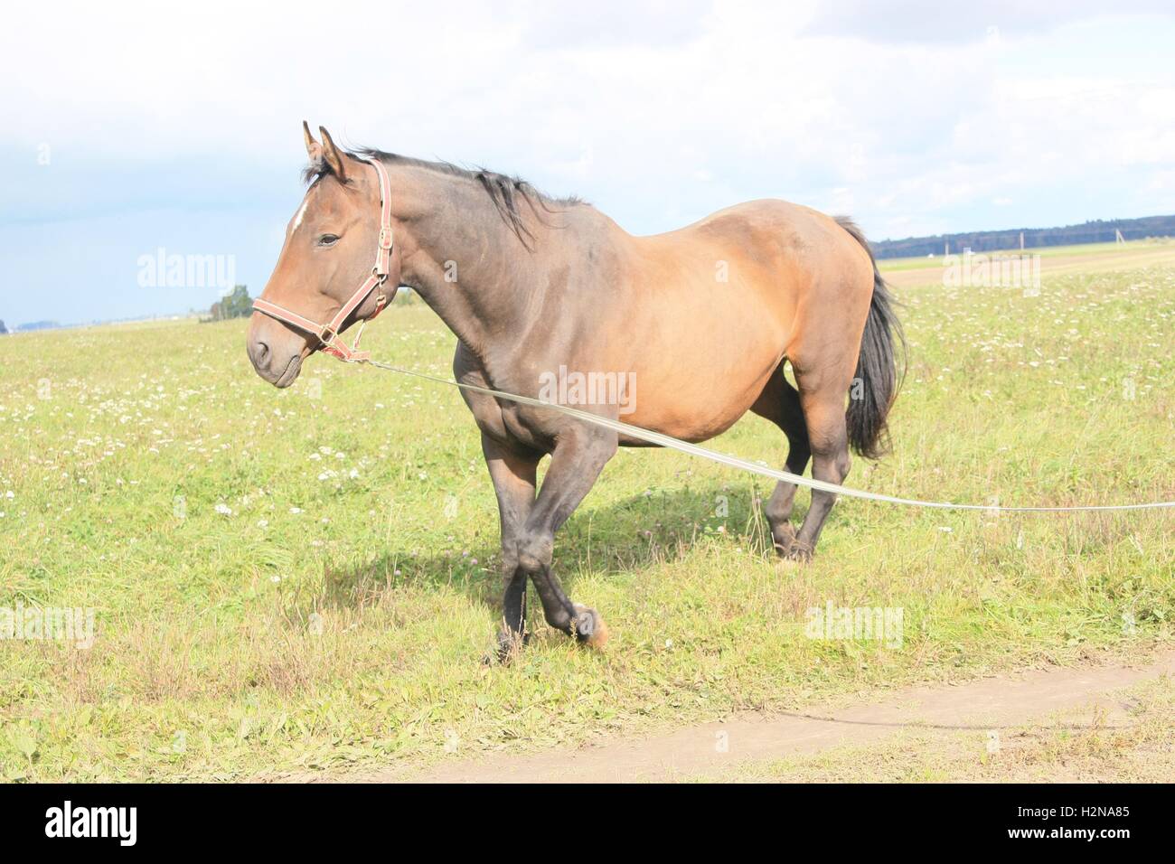 Horse in easy run Stock Photo - Alamy