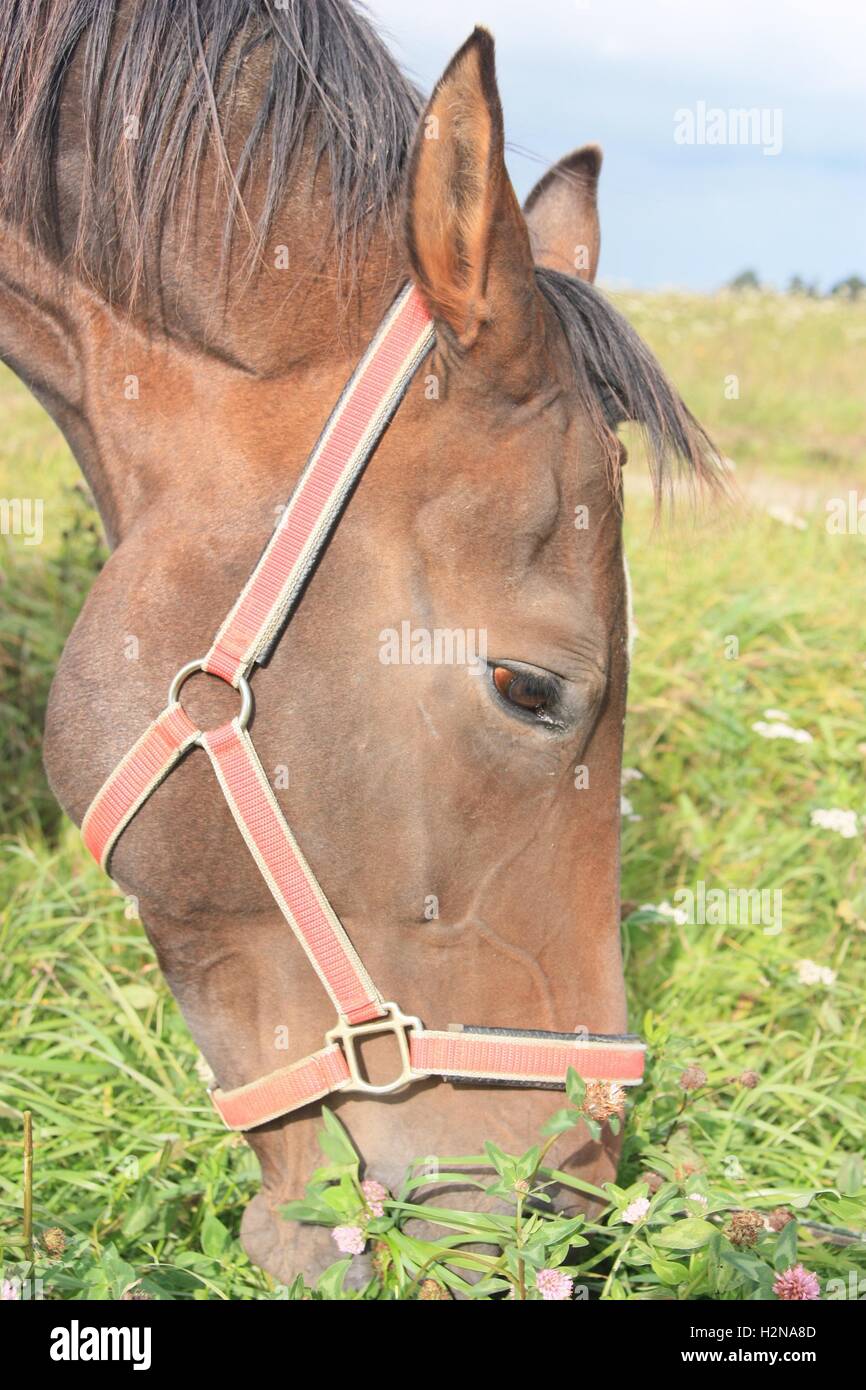 Horse head profile hi-res stock photography and images - Alamy