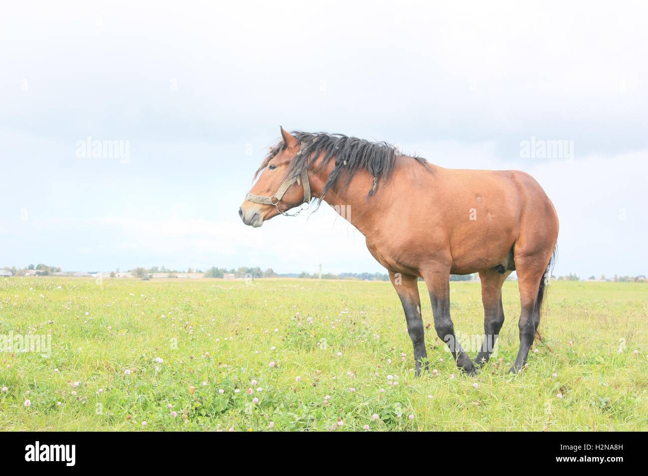 Strong Horse Stock Photos & Strong Horse Stock Images - Alamy