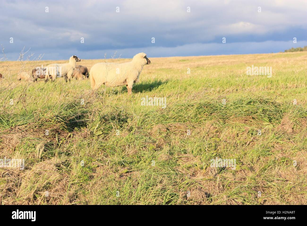 Sheep in the meadow Stock Photo - Alamy
