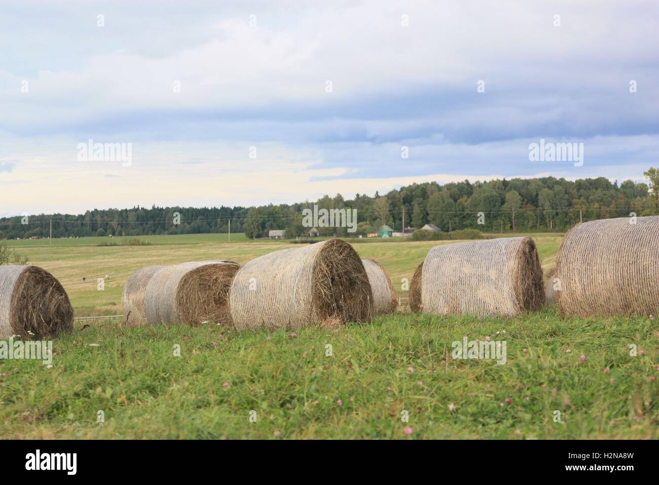 Grass cylinders hi-res stock photography and images - Alamy