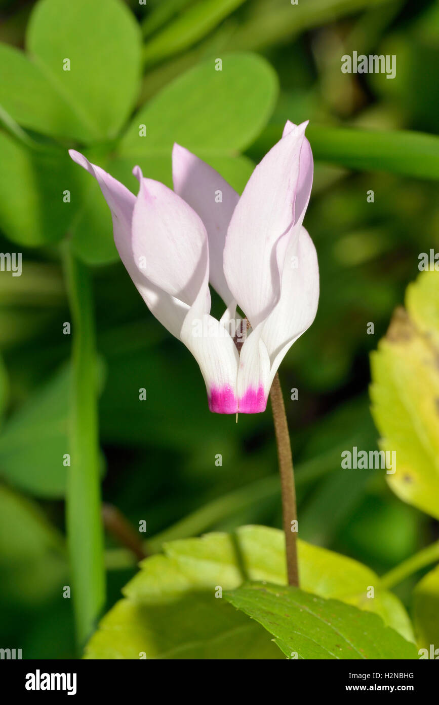 The persian cyclamen hi-res stock photography and images - Alamy