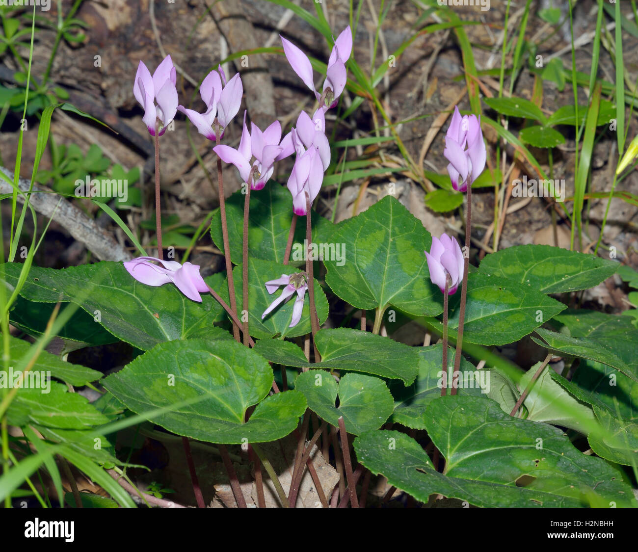 Persian Cyclamen - Cyclamen persicum Flowers and Leaves Stock Photo - Alamy