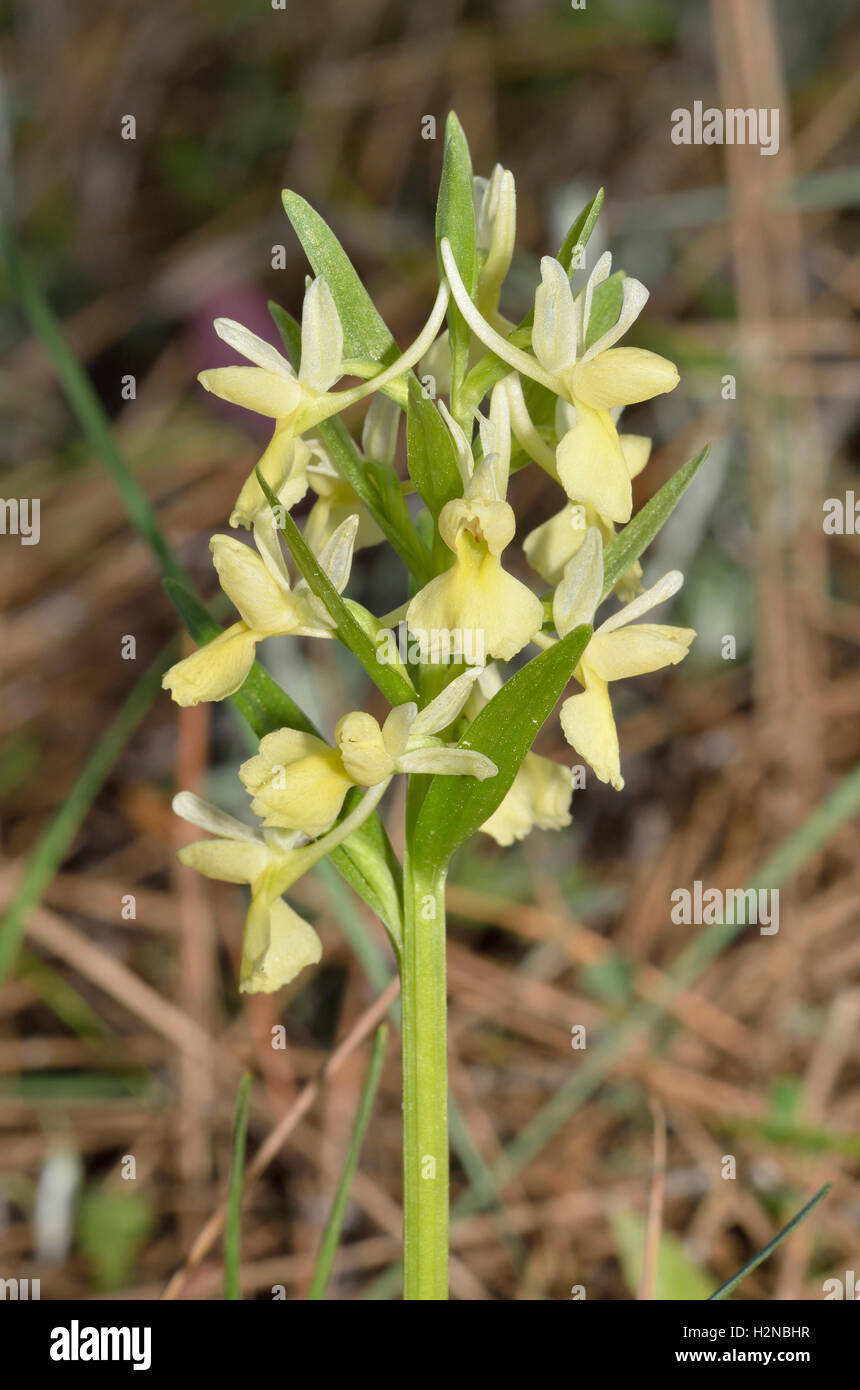 Roman orchid dactylorhiza romana hi-res stock photography and images ...