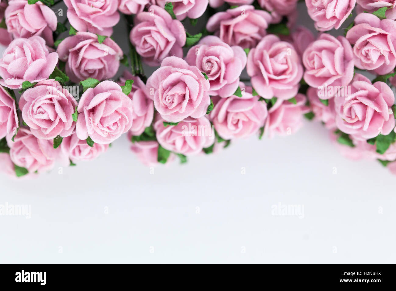 Light magenta roses in wood isolated background - Can be used to insert ...