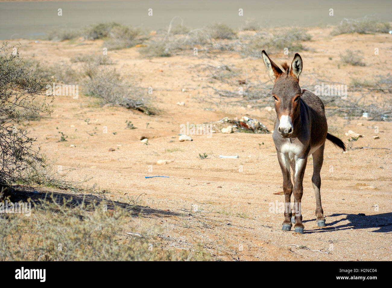 Single donkey on a desert on an iranian Queshm island Stock Photo - Alamy