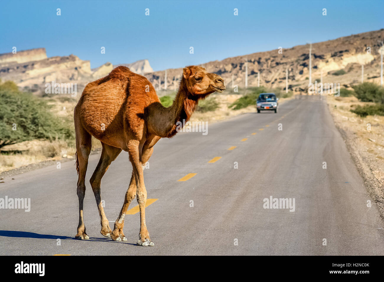 Camel crossing the road on the Queshm Island, Persian Gulf, Iran Stock ...