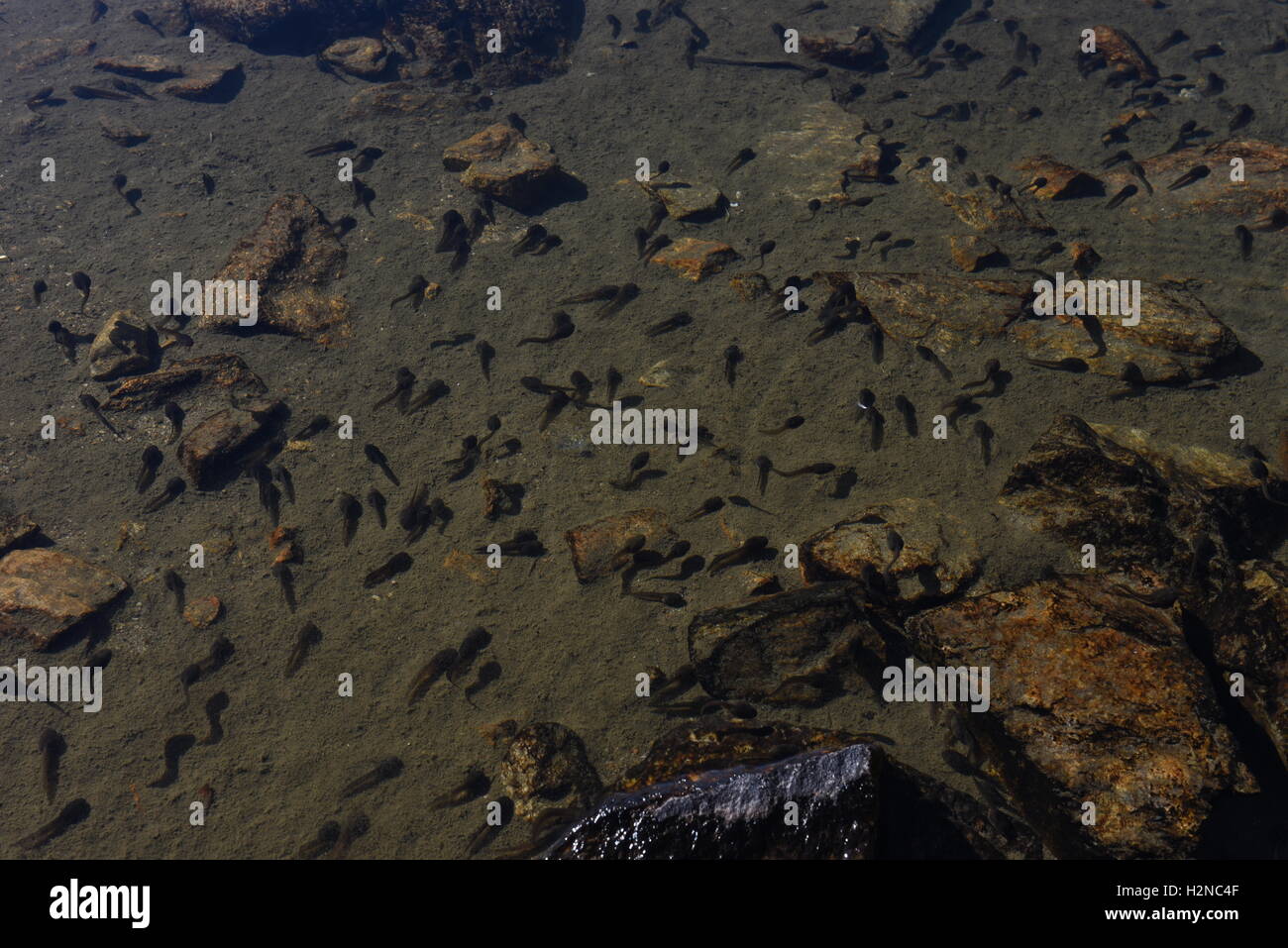 Swarm of tadpoles hi-res stock photography and images - Alamy